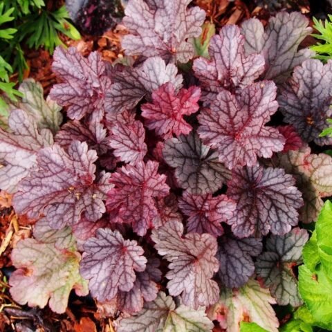 Best Perennial Plants for Containers - Ultimate House