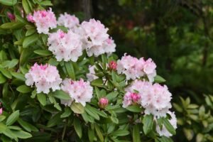 How to Deadhead Rhododendrons: A Simple Guide for Healthier Blooms ...