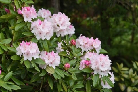 How to Deadhead Rhododendrons: A Simple Guide for Healthier Blooms ...