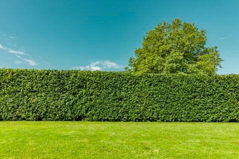 How to Grow a Healthy Beech Hedge: Step-by-Step Guide - Ultimate House