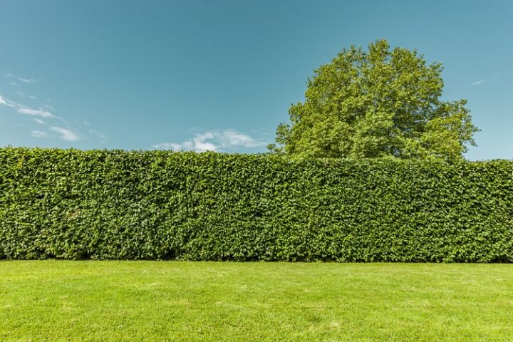 How to Grow a Healthy Beech Hedge: Step-by-Step Guide | Ultimate House