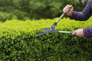 How to Grow a Healthy Beech Hedge: Step-by-Step Guide - Ultimate House