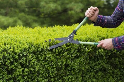 How to Grow a Healthy Beech Hedge: Step-by-Step Guide - Ultimate House
